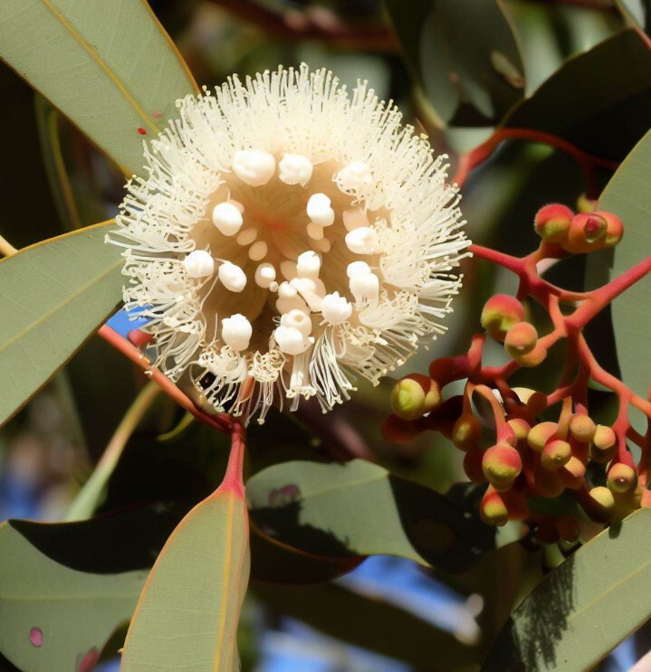 BRN Eucalyptus Camaldulensis Red Gum River Red Gum Tree Seeds Showy ...