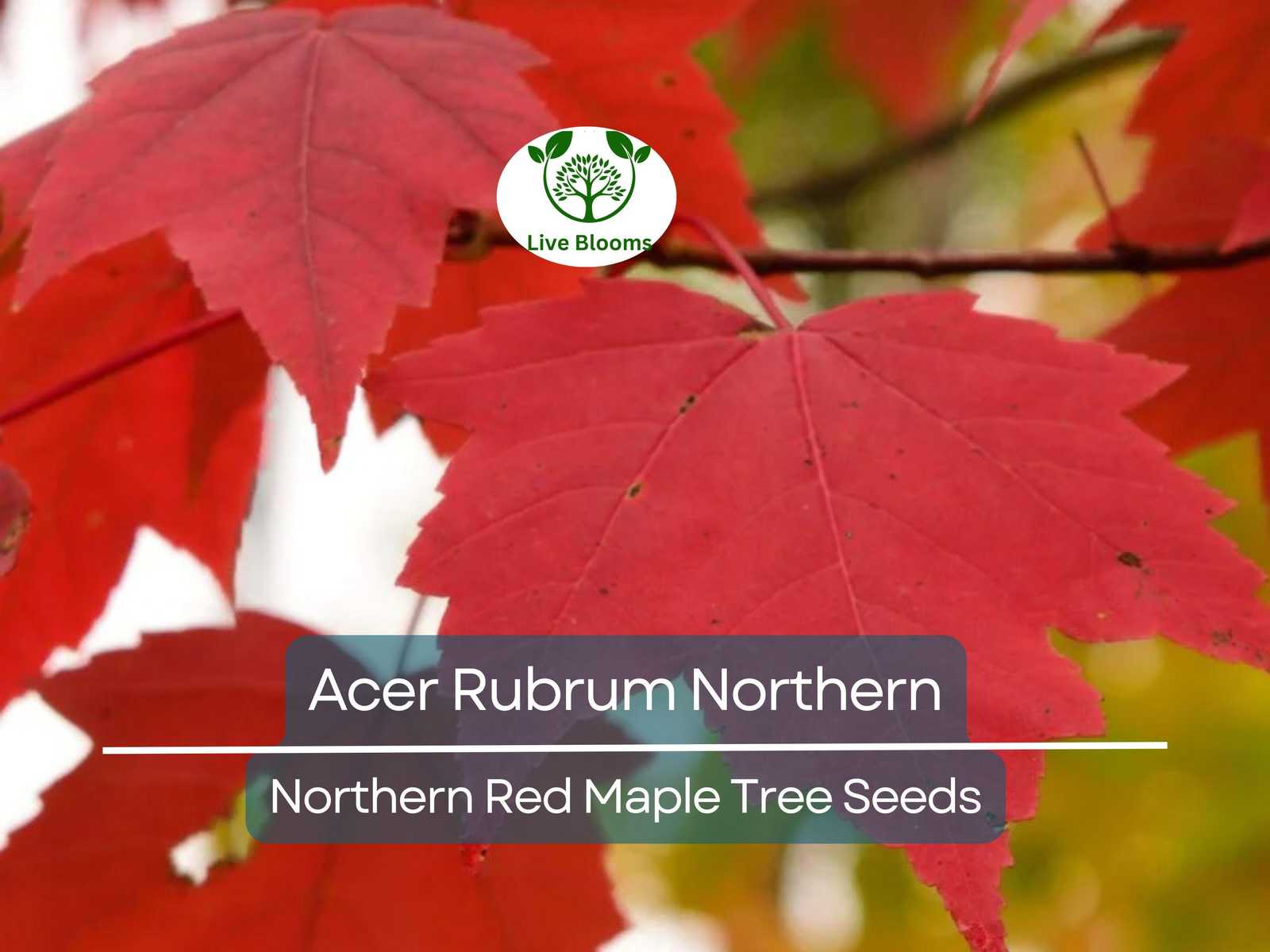 10 Seeds Acer Rubrum Northern (Northern Red Maple) for Planting - Fast ...