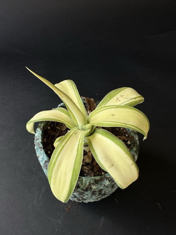 FMG Variegated Agave Attenuata Planting Seeds - Seeds & Bulbs