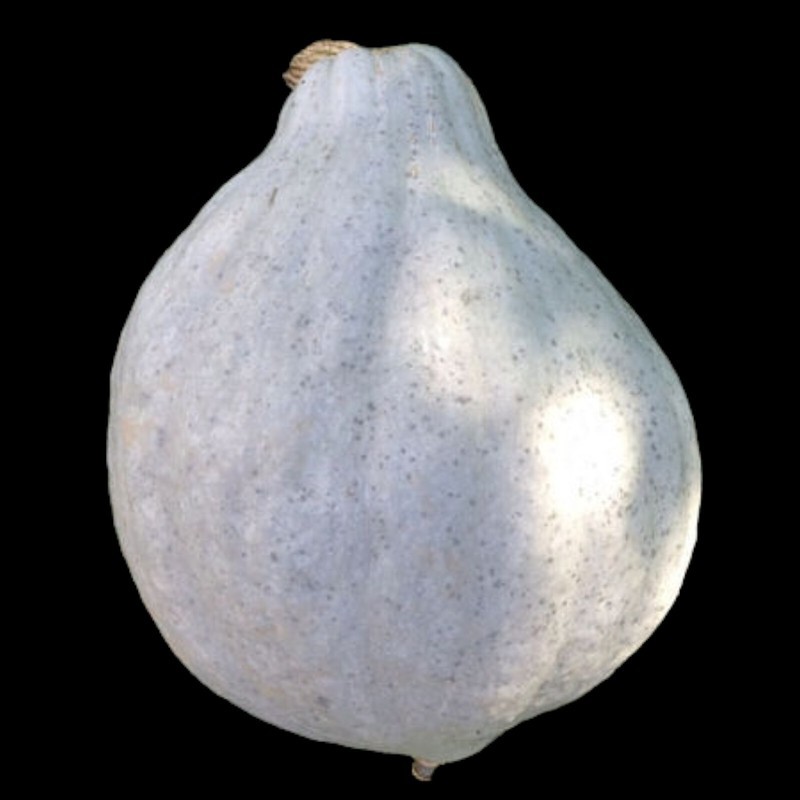 SD 10 Blue Hubbard Squash Seeds Non-Gmo Heirloom Fast Grow - Seeds & Bulbs