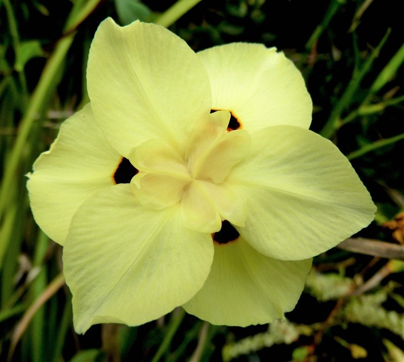 KKG 20 Yellow African Iris Fortnight Lily Dietes Bicolor Flag Fresh ...