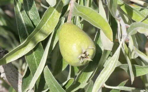 LWK 25 Pendula Pear Seeds Easy Grow - Seeds & Bulbs
