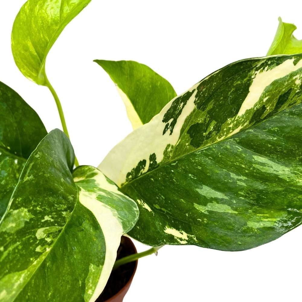 Epipremnum Albo Variegated Pothos, 4 inch, Rare Albo marginata Large ...