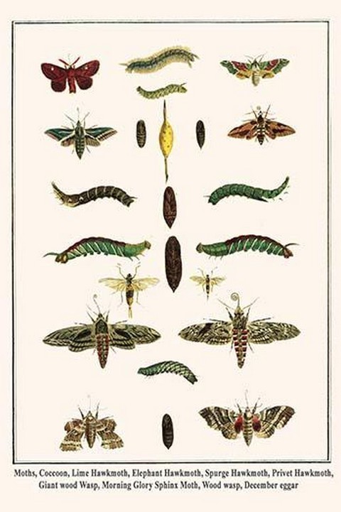 Moths, Coccoon, Lime Hawkmoth, Elephant Hawkmoth, Spurge Hawkmoth ...