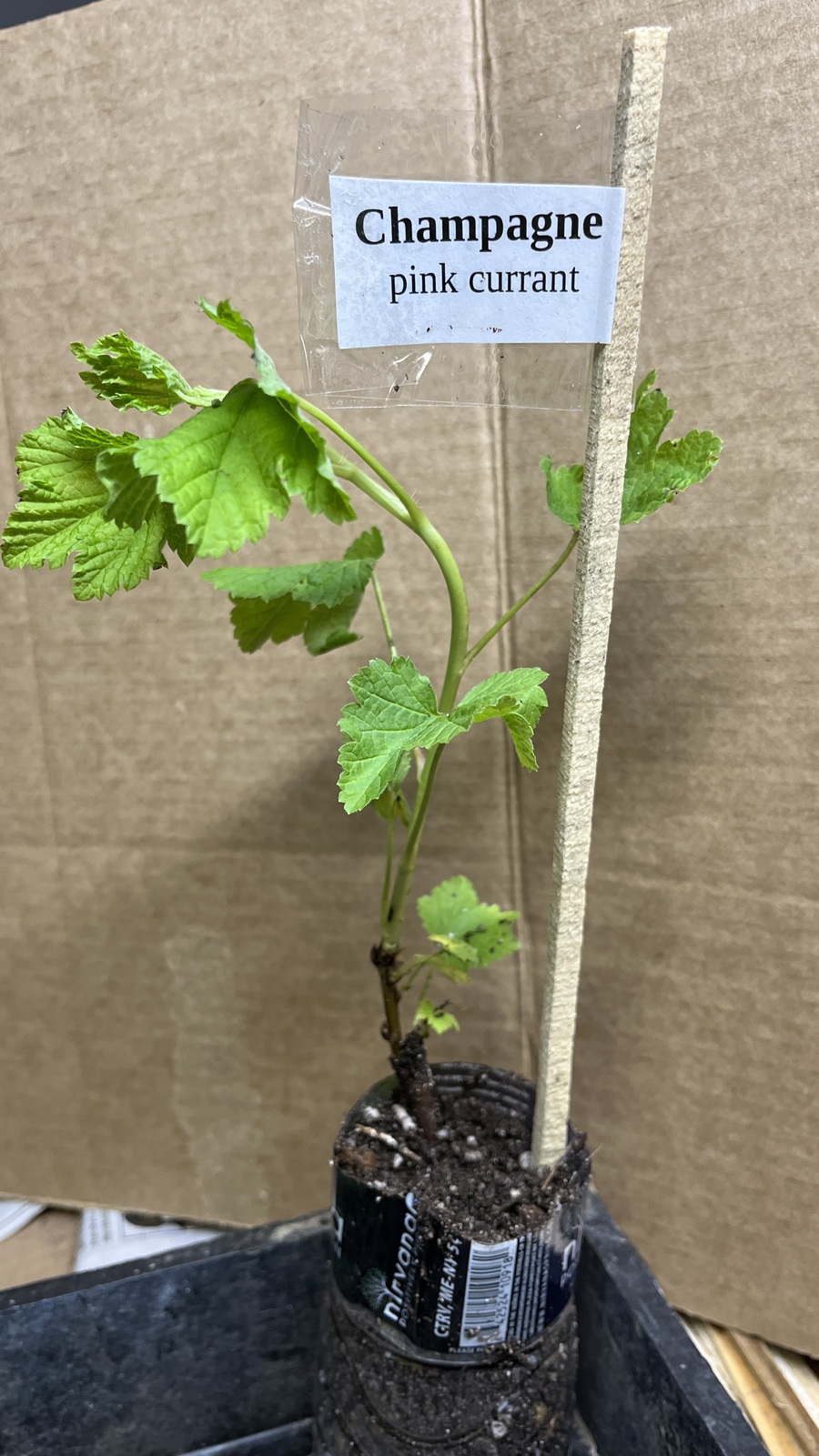 Champagne Pink Currant Rooted plant, 1 and 50 similar items