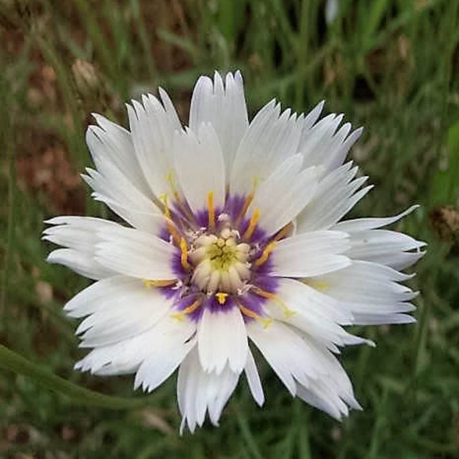 25 White Cupids Dart Love Plant Catananche Caerulea Flower Seeds New ...
