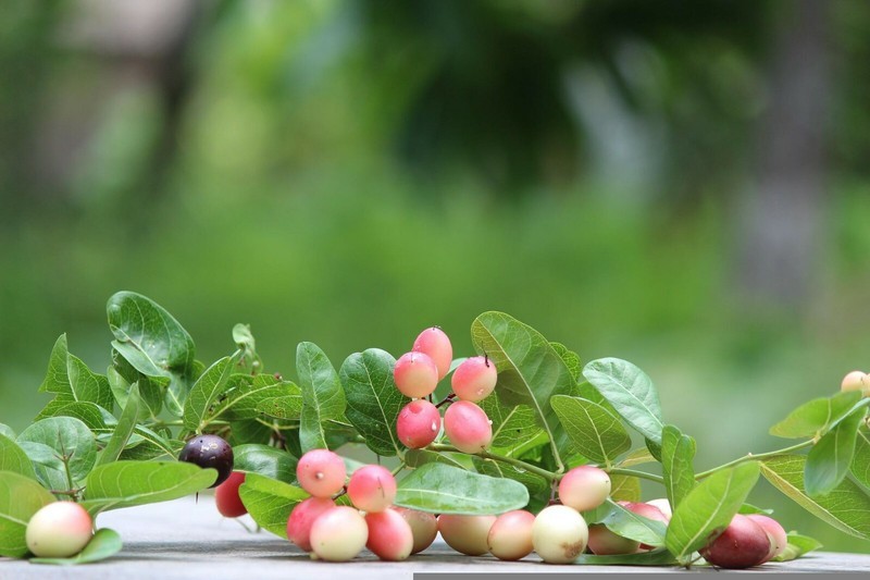 FMG Indian Cherry Rhamnus Caroliniana Deciduous Tree 10 Seeds Fast Grow ...