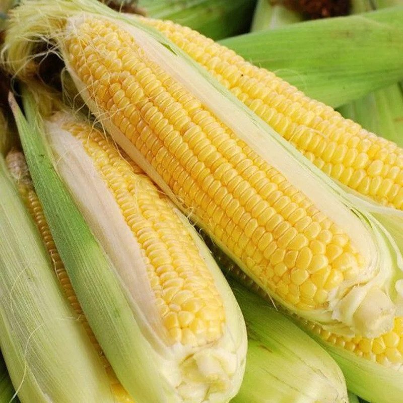 BRN Honey Select Hybrid Yellow Sweet Corn Zea Mays Corn Seeds Triple ...