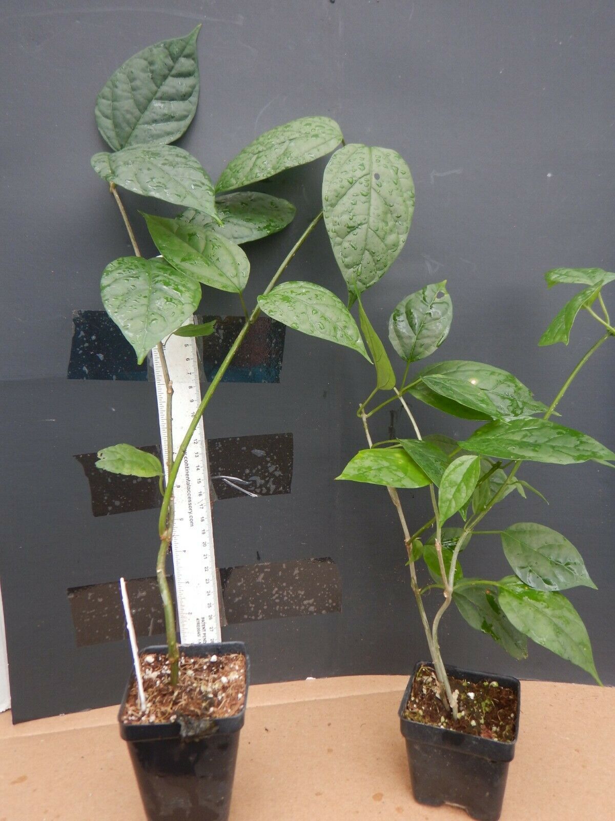 Clerodendrum Delectum JAVA RED~Bleeding Heart Rooted Starter Plant Red ...