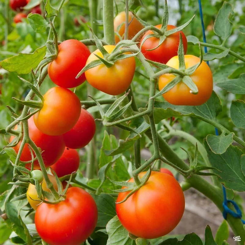 FMG Stupice Tomato Seeds Cold Tolerant Early Tomato Fast Growing ...