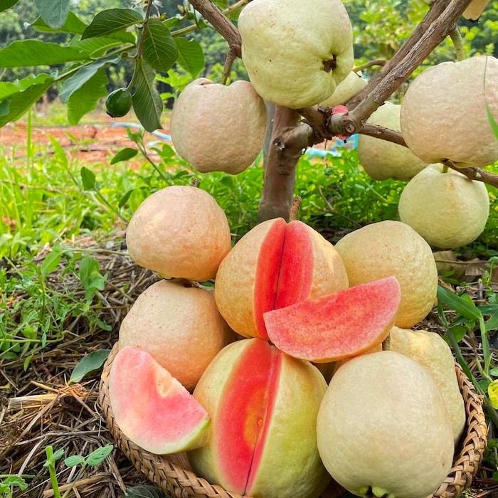 Large Supreme Ruby Guava From Taiwan Live Fruit Tree 2 To 3 Feet ...