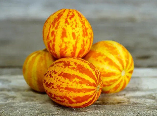 BRN Victorian Pocket Melon Cucumis Melo Var Dudaim Plum Granny 10 Seeds ...