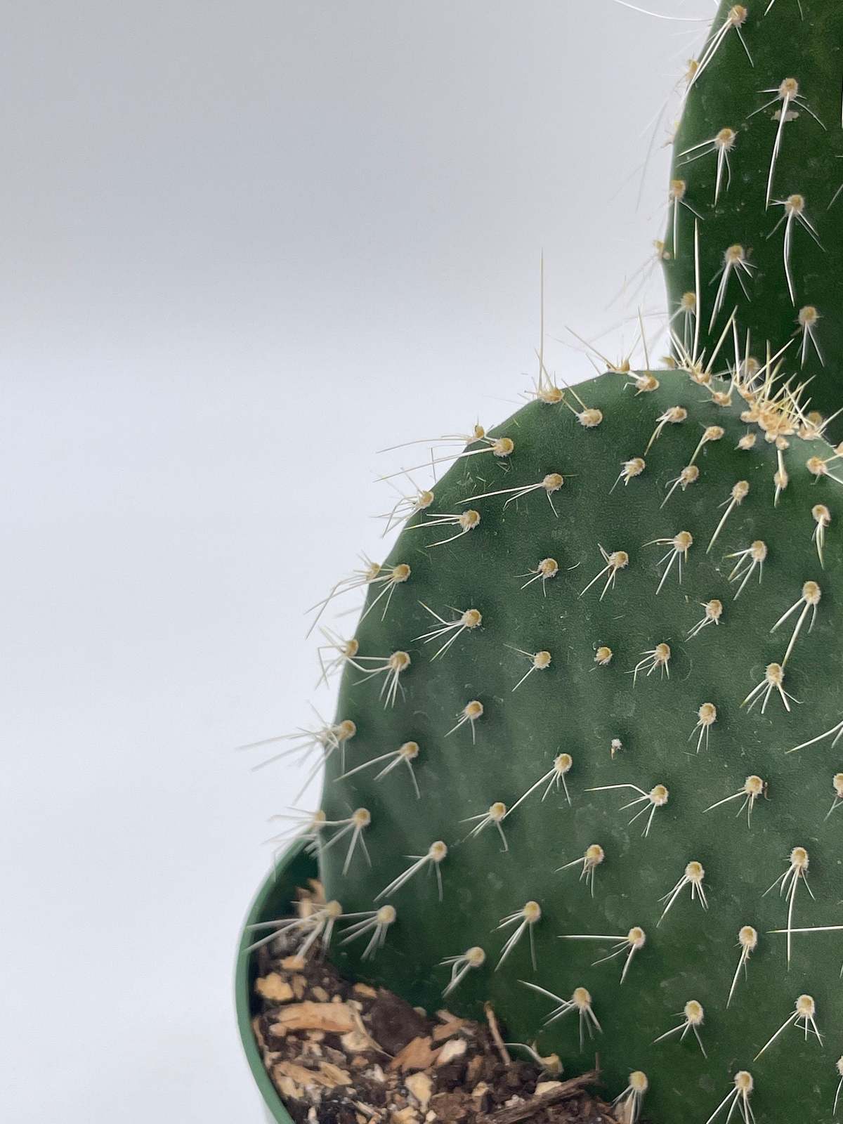 Aaron's-beard prickley pear, Opuntia leucotricha, Rare Cactus, 4 inch ...
