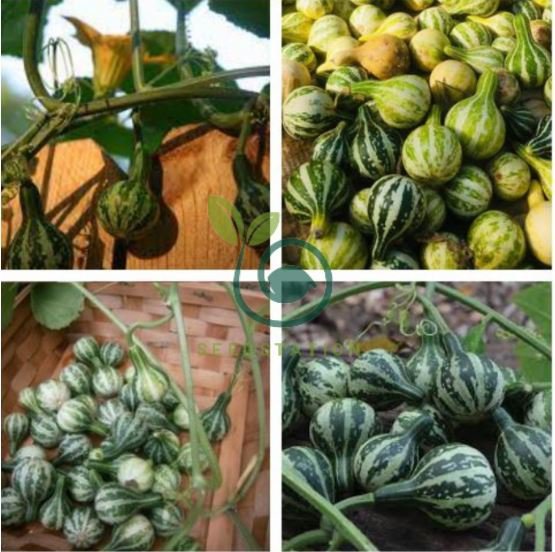 Heirloom Miniature Tennessee Dancing Spinner Gourd Cucurbita Pepo 20 ...