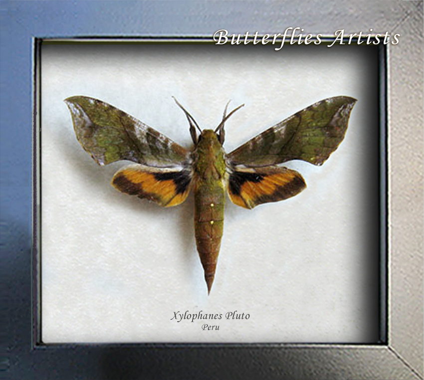Sphinx Real Moth Xylophanes Pluto RARE Framed Entomology Collectible ...