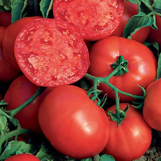KKG 50 Seeds Better Bush Tomato Juicy Tomatoe Vegetable Edible Food ...