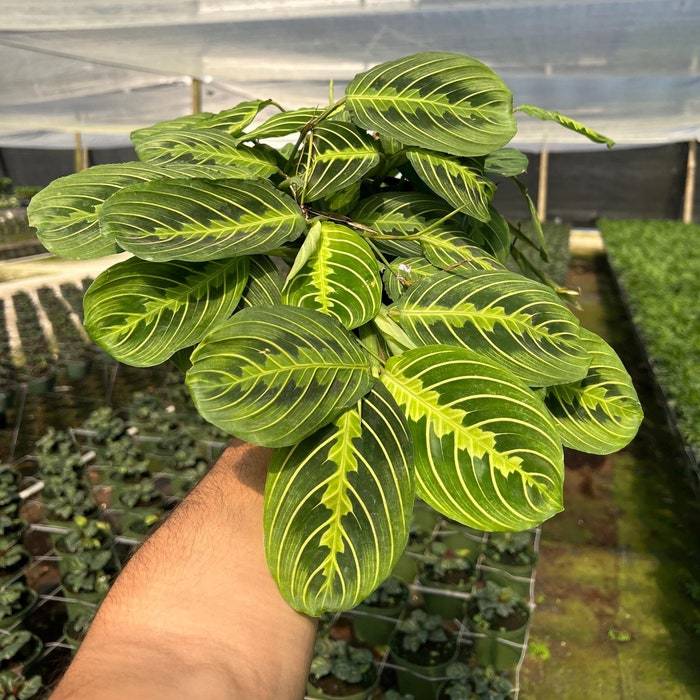 Maranta Lemon Lime Prayer Plant Calathea Live Tropical Houseplant ...