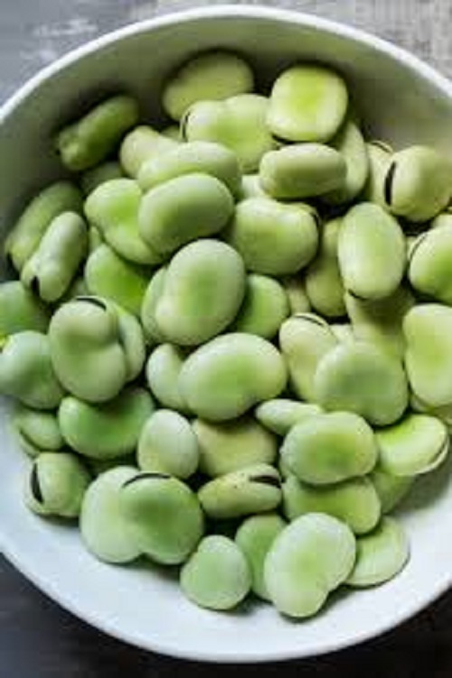 HeirloomSupplySuccess 10 GIANT / EXTRA LARGE Heirloom Fava Beans seeds ...