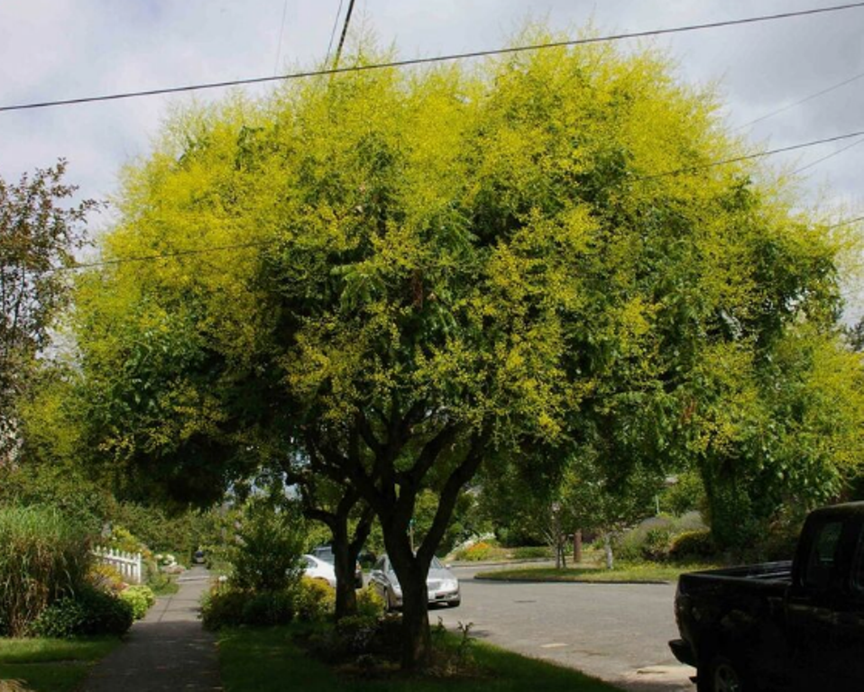 10 Pc Seeds Golden Raintree Flower, Koelreuteria Paniculata Seeds for ...