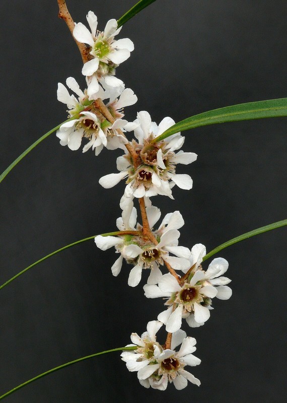 LKS Agonis Flexuosa Australian Willow Myrtle Peppermint Tree 50 Seeds ...