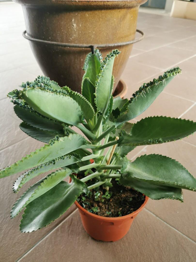 Spurge Fan-Shaped Succulent 300 Seeds - Home & Garden