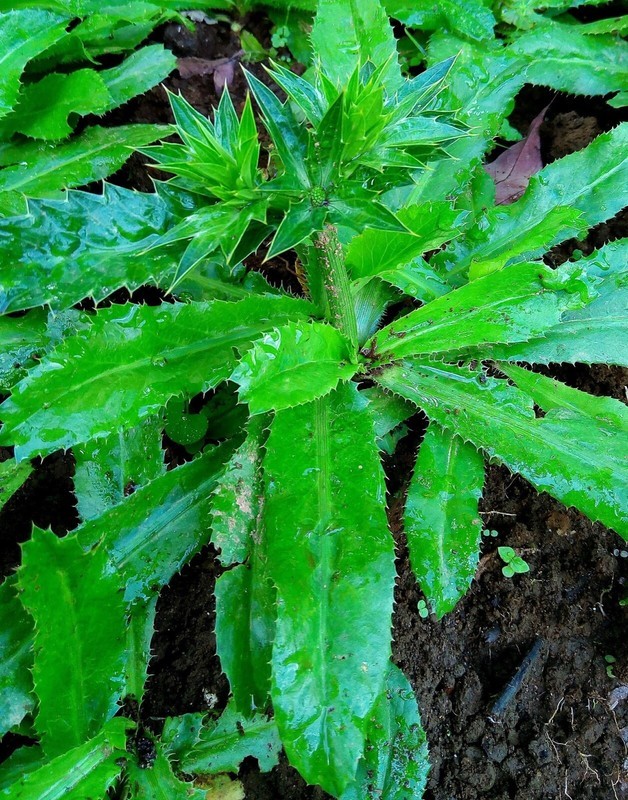 KKG 400 Organic Culantro Mexican Coriander Asian Ngò Gai Recao Shadow ...