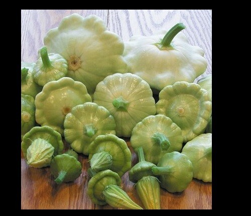 MX Bennings Green Tint Summer Squash 10 Seeds Patty Pan Prolific ...