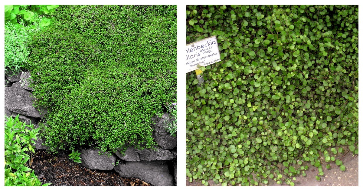 Muehlenbeckia Creeping Wire Plant - 2.5" Pot - House Plant - Plants ...