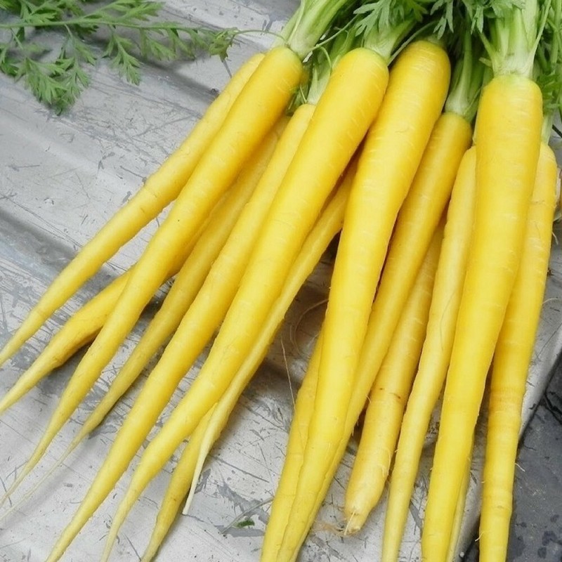 HT 350 Solar Yellow Carrot Seeds Fresh Harvest Fast Grow - Seeds & Bulbs