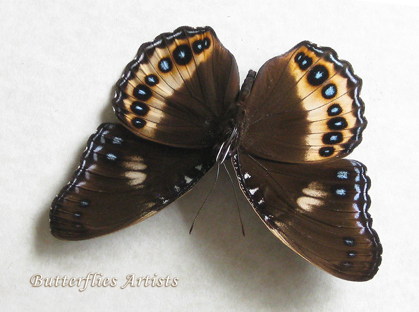 Hypolimnas Pandarus Pandora Large Rare Butterfly Framed Entomology ...