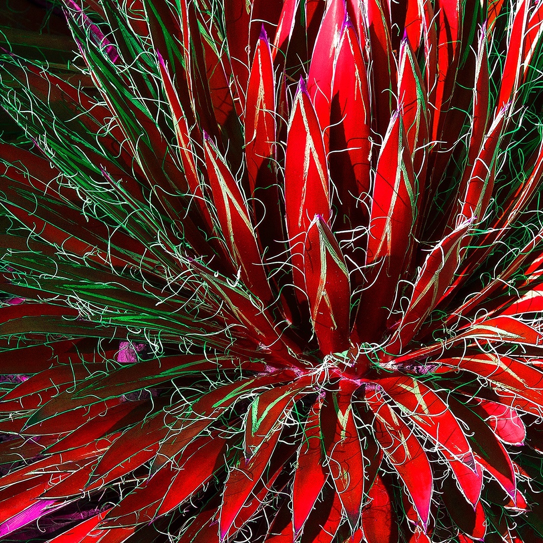 Agave Kerchovei Huajuapan Red Agave Garden Plants, 10 Seeds D - Other ...