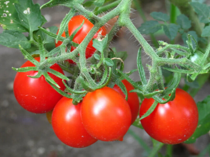 KKG 50 Seeds Riesentraube Tomato Tomatoe Vegetable Planting Seeds ...