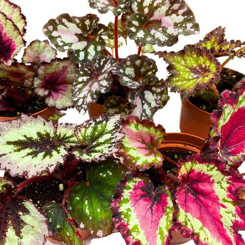 Harmony's Begonia Rex Assortment, 4 inch 5 Different Colorful Rex ...