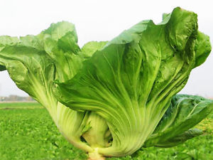 100 Seeds Leaf Mustard Senvy Sinapis Brassica Juncea Coss Organic ...