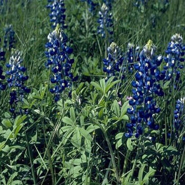 Best Texas Bluebonnet Lupinnis 100 Seeds - Seeds & Bulbs