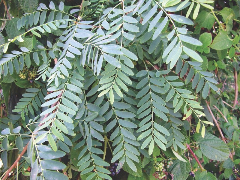 Chloroxylon Swietenia 8 Seeds East Indian Ceylon Satinwood Timber Tree ...