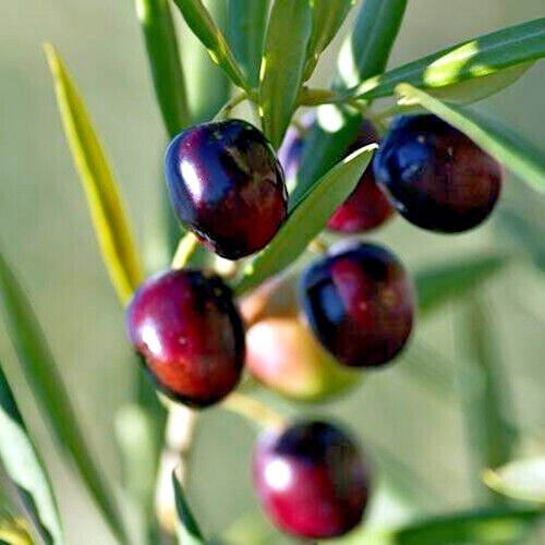 KKG 10 Canino Olive Tree Seeds Olea Europaea European Common Edible ...