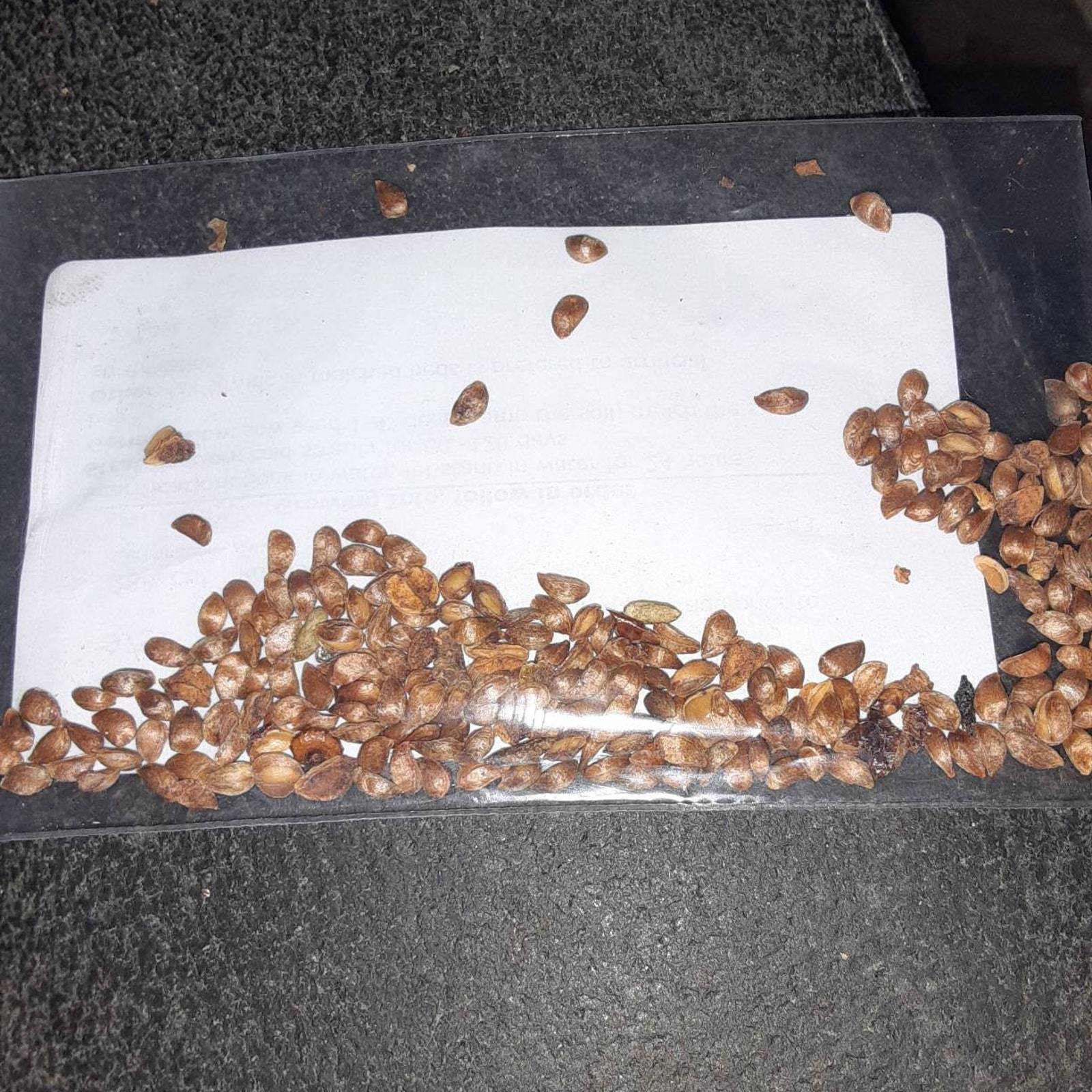 Cutleaf Crab Apple Tree Seeds Malus Toringoides Cutleaf Crab Fresh ...