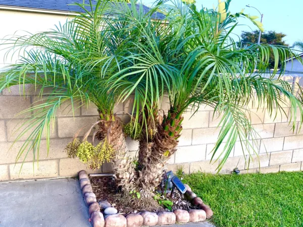 Pygmy Date Palm Miniature Date Palm Phoenix Roebelenii 25 Seeds - Seeds ...