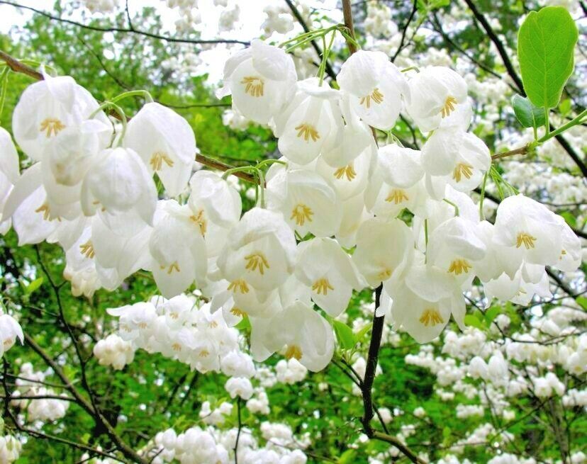 10 Jersey Bell Carolina Silverbell Seeds Halesia Carolina Jersey Belle ...
