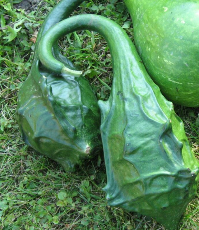 HT Gourd Seeds 5 Caveman'S Club Dinosaur Maranka Squash Garden Seeds ...