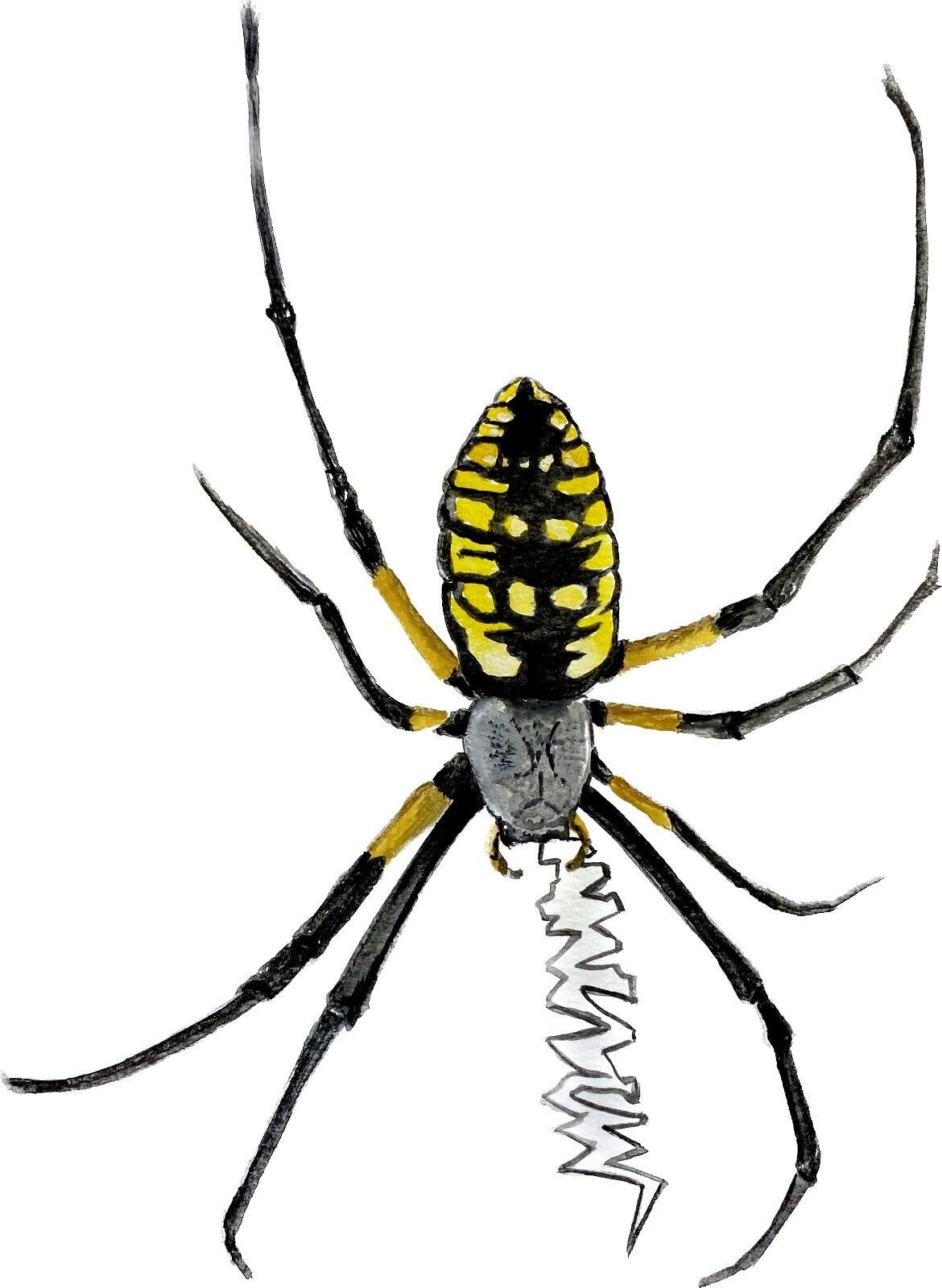 Writing Spider Sticker Decal Auto SUV RV ATV Camper Tailgate Hood ...