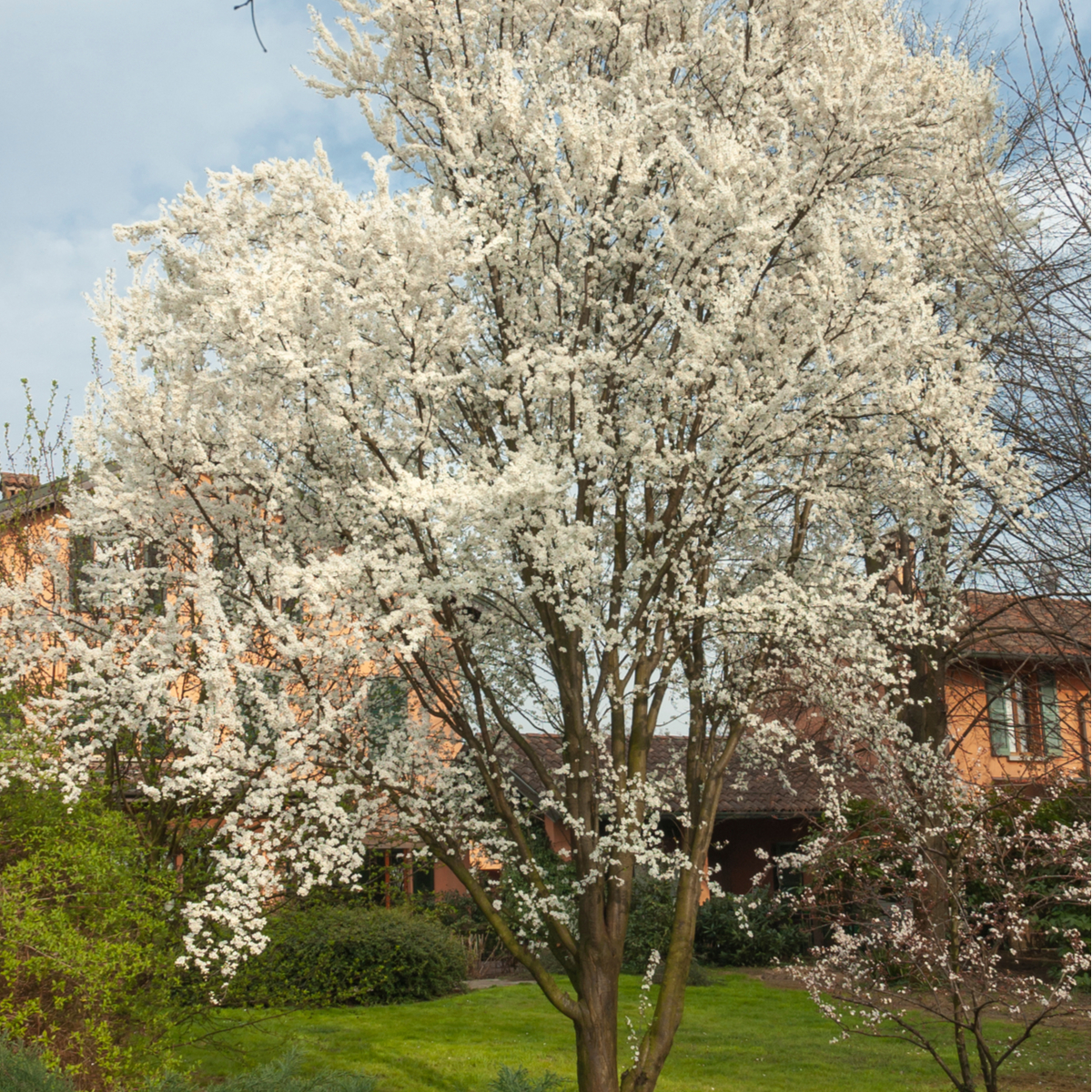 American Plum Tree - Live Bare Root, 2-3 ft | Prunus americana - Plants ...