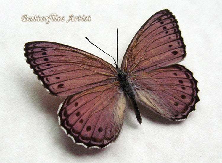 Lavender Meadow Crenis Sallya Pechuelli Butterfly Framed Entomology ...