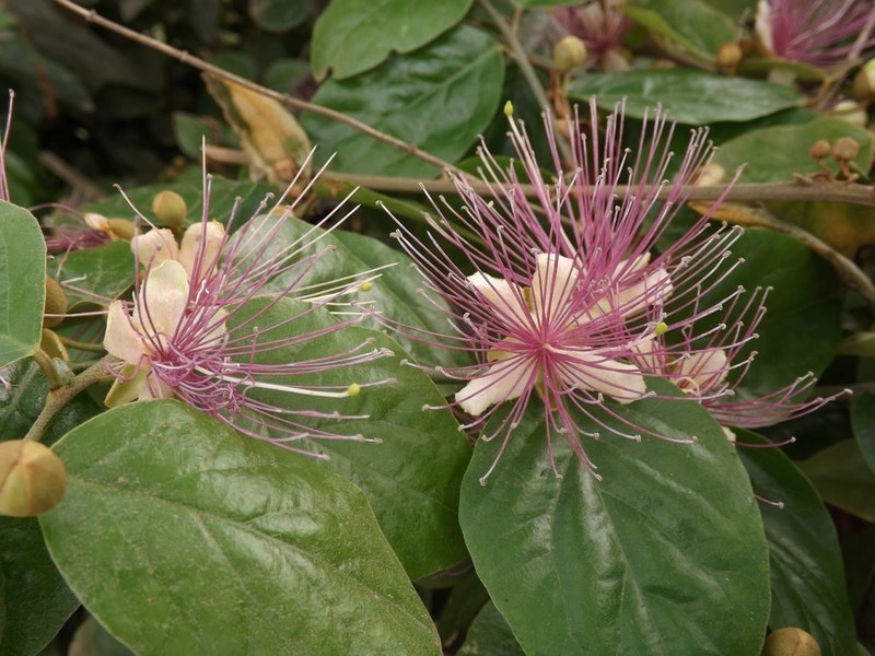 KKG Capparis Zeylanica Ceylon Caper Exotic Seeds Fresh Garden - Seeds ...