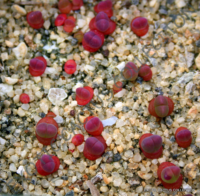 PSA Gibbaeum Esterhuyseniae Succulent Ice Living Rocks Mesembs Seed 20 ...