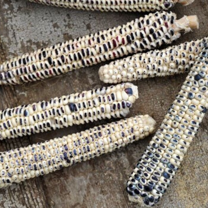 Montana Cudu Flour Corn Seeds American Sacred Corn Blue Eagle Markings ...