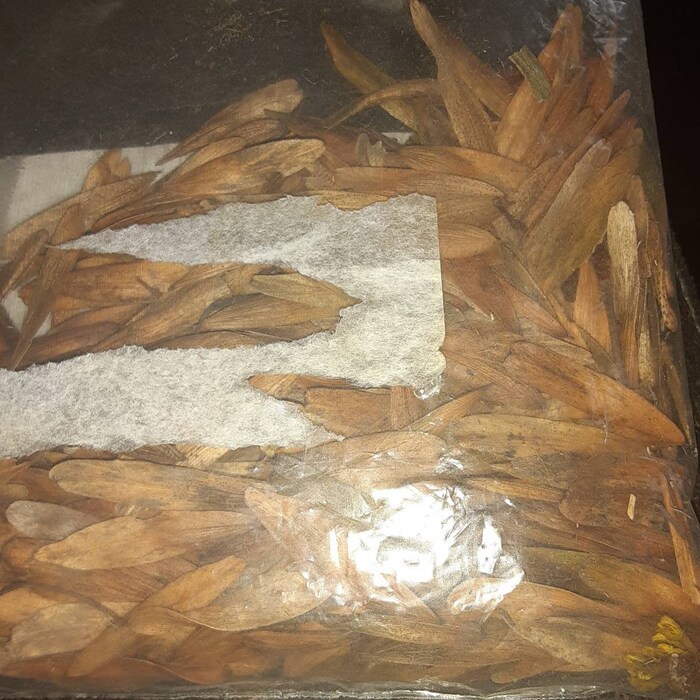 New Fresh Seeds Common Ash Tree Seeds Fraxinus Excelsior - Seeds & Bulbs