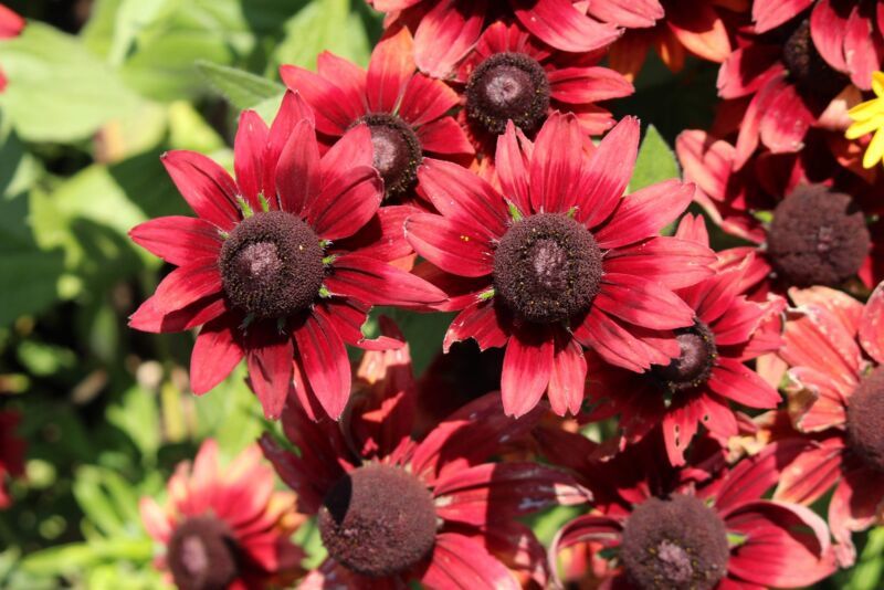 KKG 20 Cherry Brandy Rudbeckia Hirta Bicolor Red Black Eyedn Fresh ...
