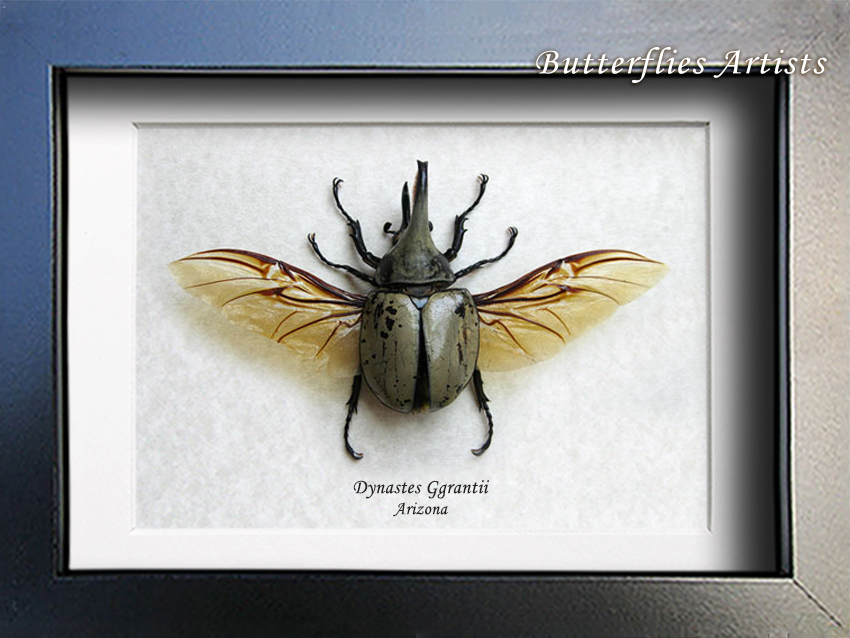Western Hercules Dynastes Grantii Real Beetle Entomology Collectible ...